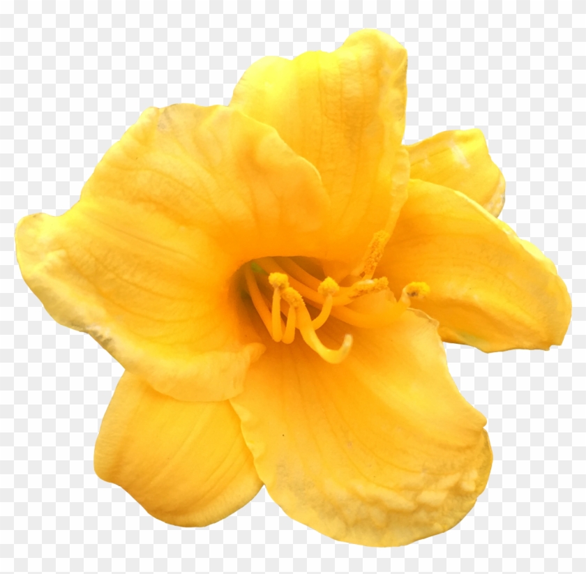 Enjoy Your Week - Hevea - Free Transparent PNG Clipart Images Download