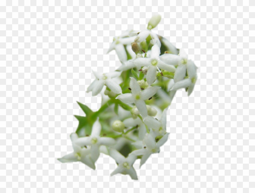 Galium - Free Transparent PNG Clipart Images Download