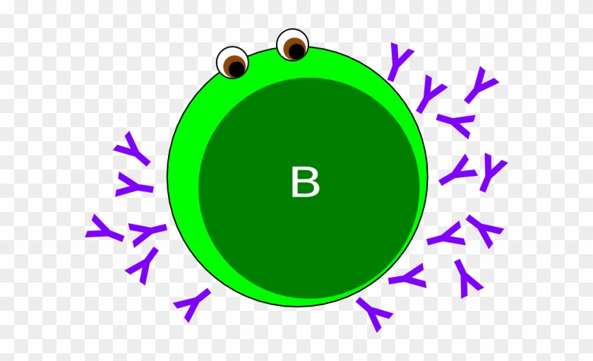 B-cell Green Clip Art - Circle - Full Size PNG Clipart Images Download