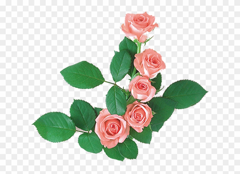 Rosebeautyclinic-rose2 - Floribunda - Free Transparent PNG Clipart ...
