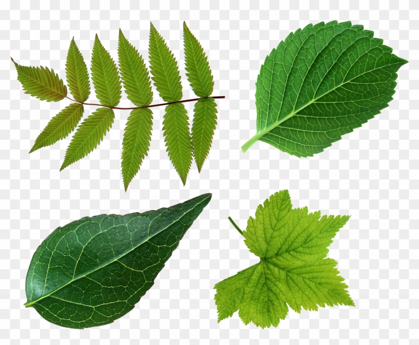 Leaves Png - Free Transparent PNG Clipart Images Download