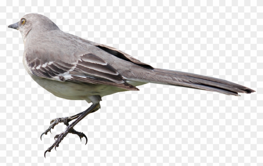 Transparency - Free Transparent PNG Clipart Images Download