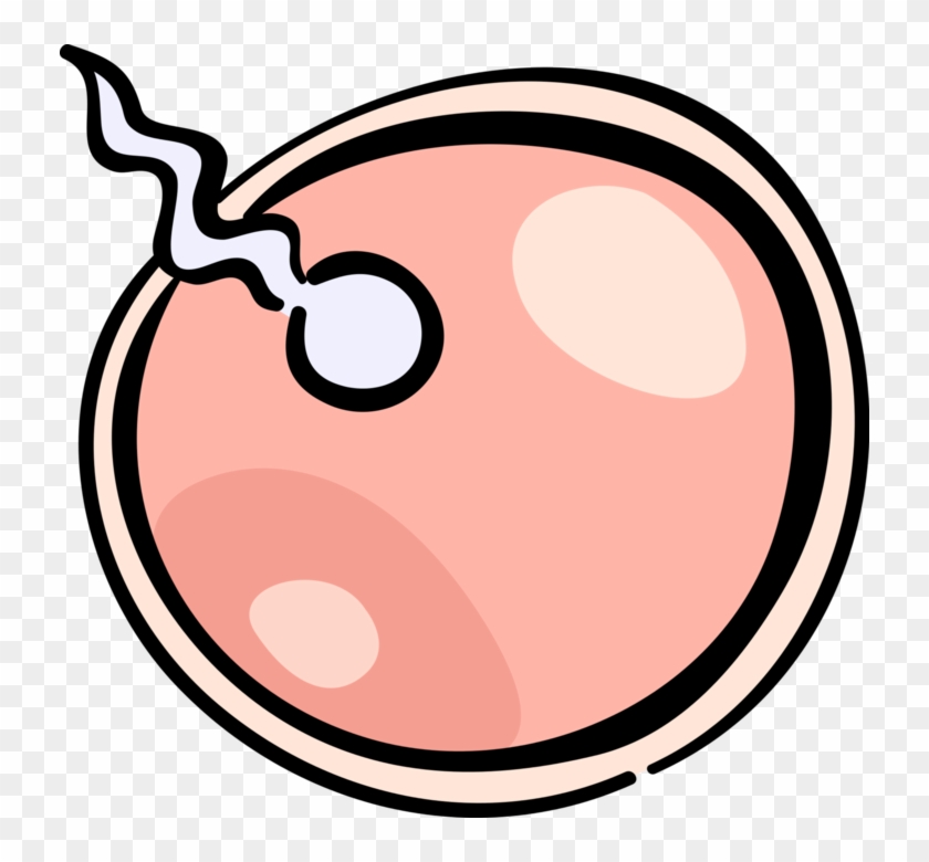 Vector Illustration Of Human Reproduction Sperm Fertilizing - Sperm And ...