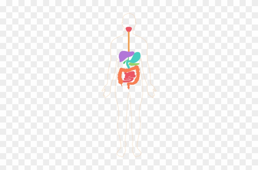 Digestive System Human Body Transparent Png Svg Vector - Illustration ...
