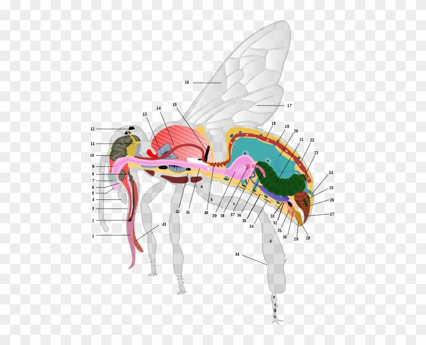 Anatomy Of A Honey Bee - Anatomy Of The Honey Bee - Full Size PNG ...
