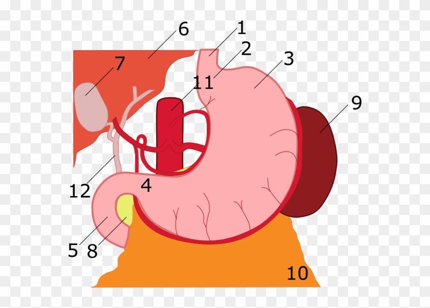 Anatomy Of Stomach Numbered - Anatomy Of Stomach - Full Size PNG ...