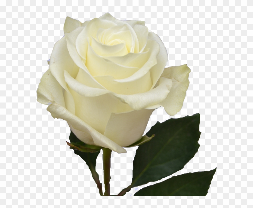 White Roses Transparent - Free Transparent PNG Clipart Images Download