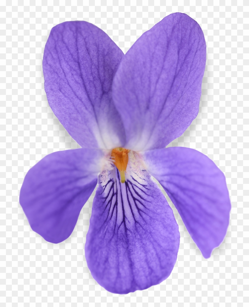 Photography - Free Transparent PNG Clipart Images Download