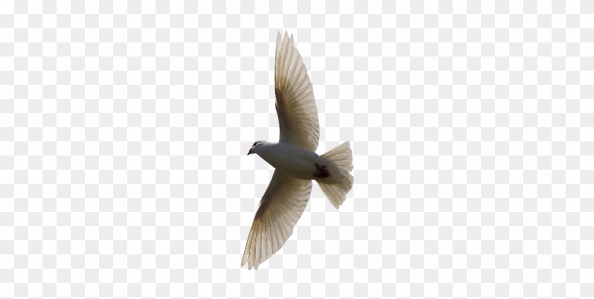 Flying Bird Transparent Background Free Png Images - Bird With No ...