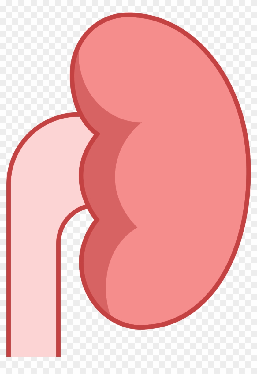 Kidney Png - Full Size PNG Clipart Images Download