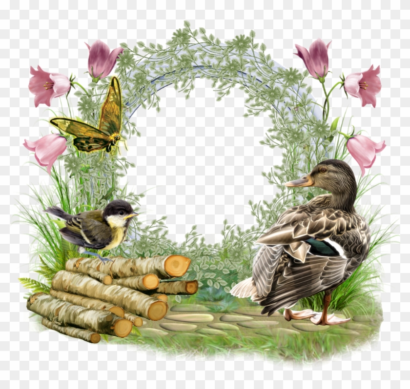 Water Bird Friendship Duck Picture Frames - Water Bird Friendship Duck ...