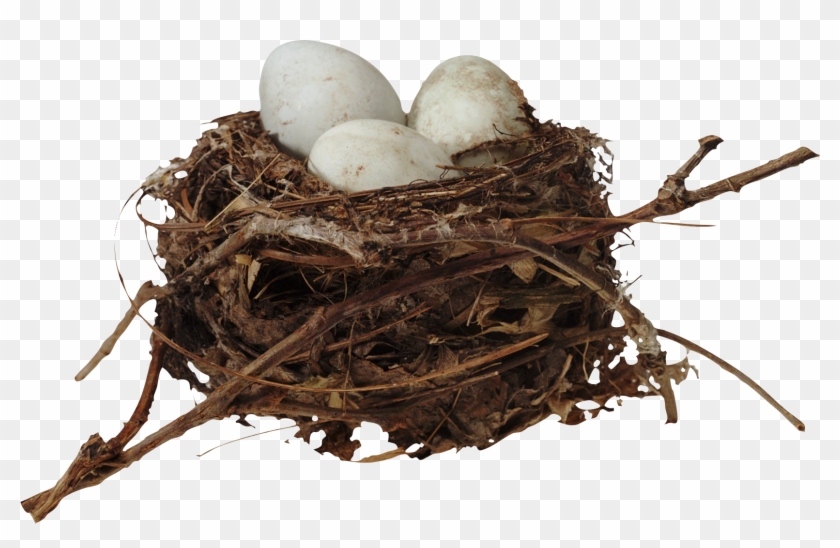 Bird Nest Egg Clip Art - Bird Nest Egg Clip Art - Free Transparent PNG ...