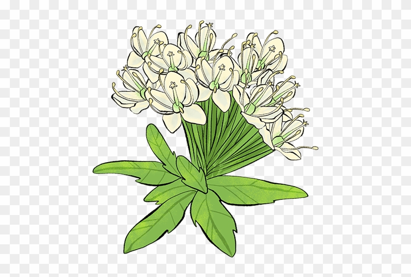 Labrador Tea - Design - Free Transparent PNG Clipart Images Download