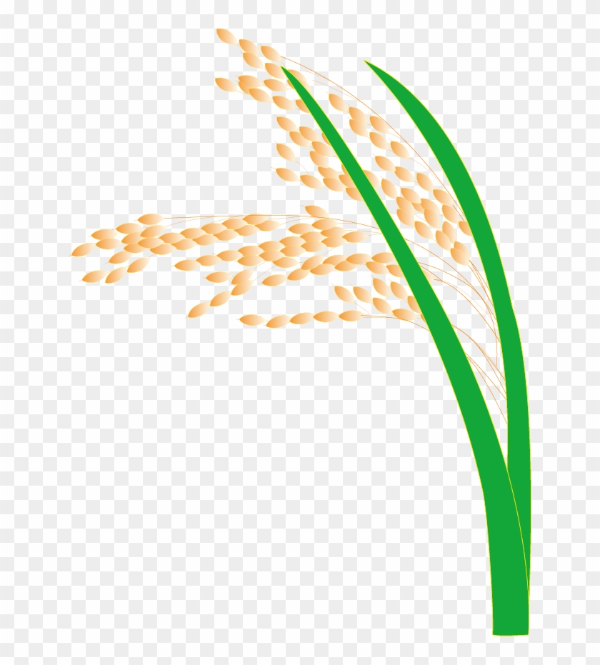 Rice Paddy Field - Rice - Full Size PNG Clipart Images Download