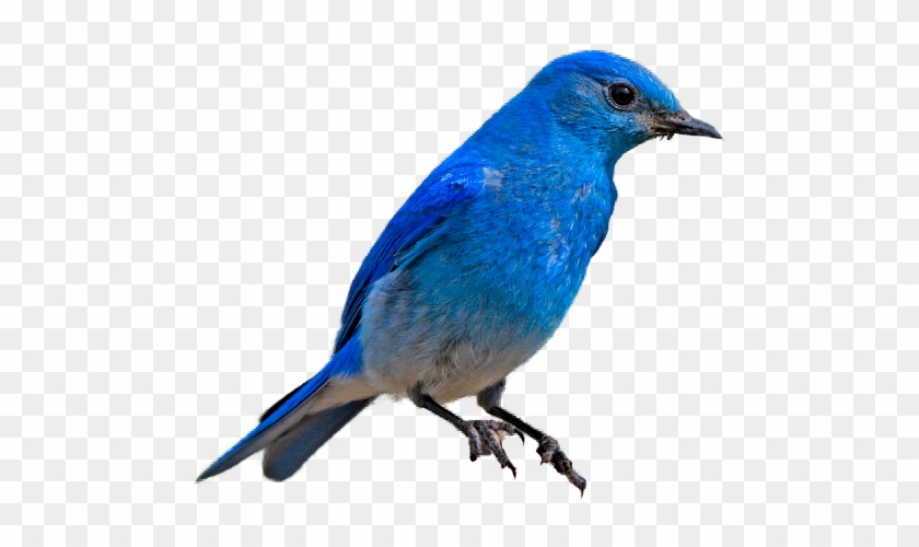 Mountain Bluebird Transparent Background - Full Size PNG Clipart Images ...