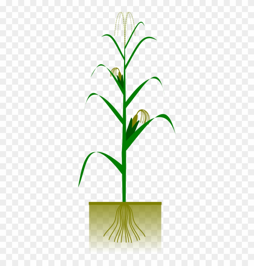 Maize Plant Free Vector - Maize Plant - Full Size PNG Clipart Images ...