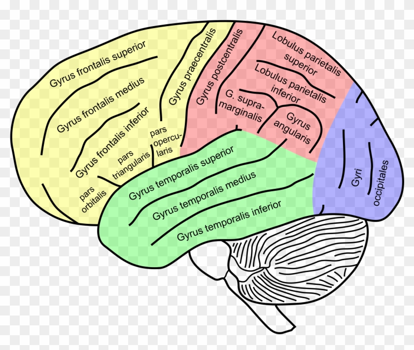 Gyrus - Posterior Middle Temporal Gyrus - Full Size PNG Clipart Images ...