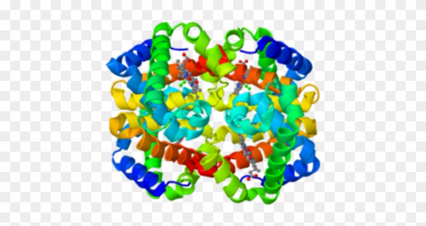 Fetal Hemoglobin - Sickle Cell Disease - Full Size PNG Clipart Images ...