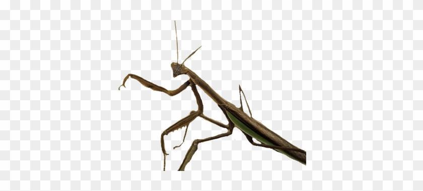 Transparent Insect - Full Size PNG Clipart Images Download