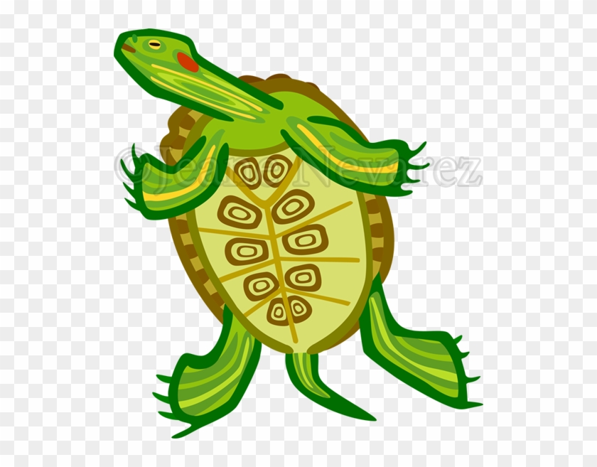 Turtle Belly - Turtle - Full Size PNG Clipart Images Download