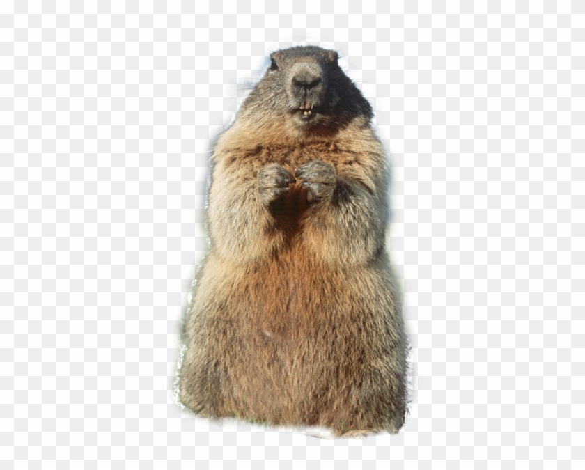Marmot - Free Transparent PNG Clipart Images Download