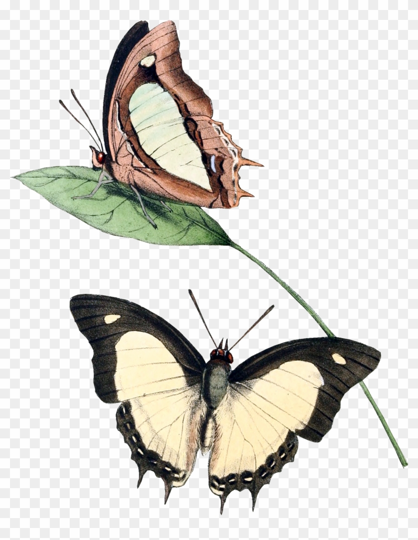 15164 Athama Butterf - Illustration - Free Transparent PNG Clipart ...