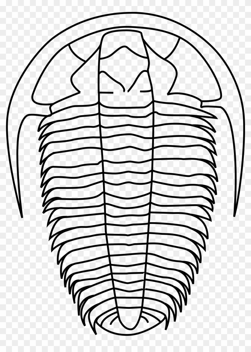 Big Image - Trilobite Clipart - Full Size PNG Clipart Images Download