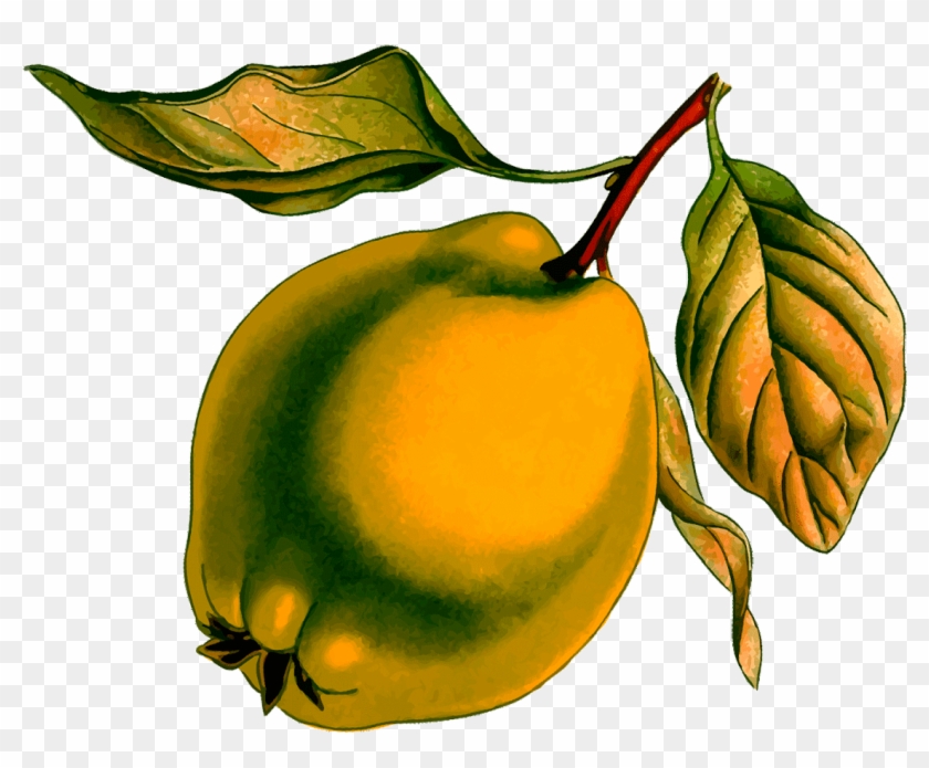 Apple Clip Art At Clker - Clip Art - Free Transparent PNG Clipart ...