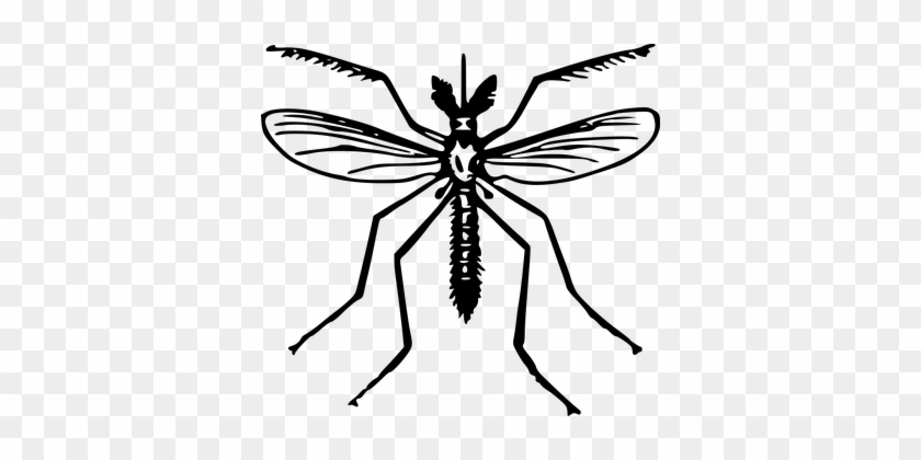 Animal Fly Insect Mosquito Mosquito Mosqui - Mosquito Clipart - Full ...