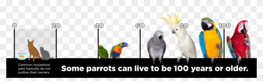 Birdtimelineblacbar1 - Birdtimelineblacbar1 - Free Transparent PNG ...