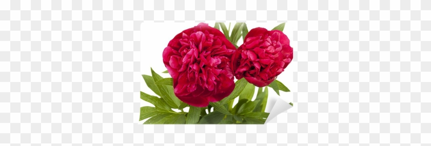 Red - Free Transparent PNG Clipart Images Download