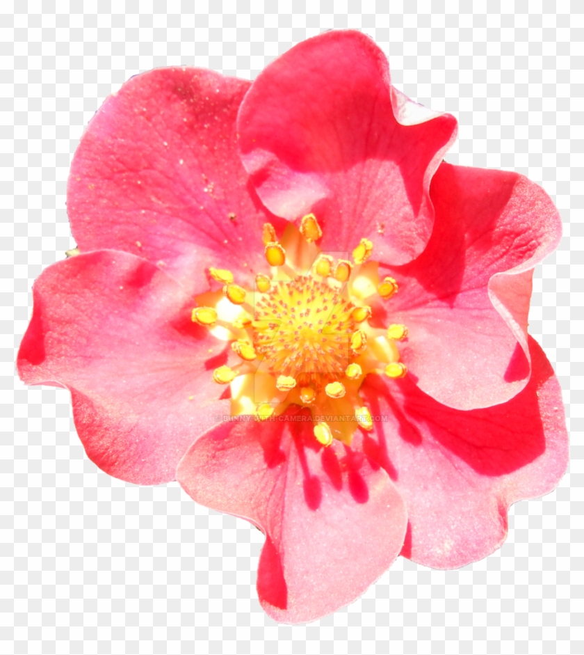 Pink Strawberry Blossom Png By Bunny With Camera - Clip Art - Free ...