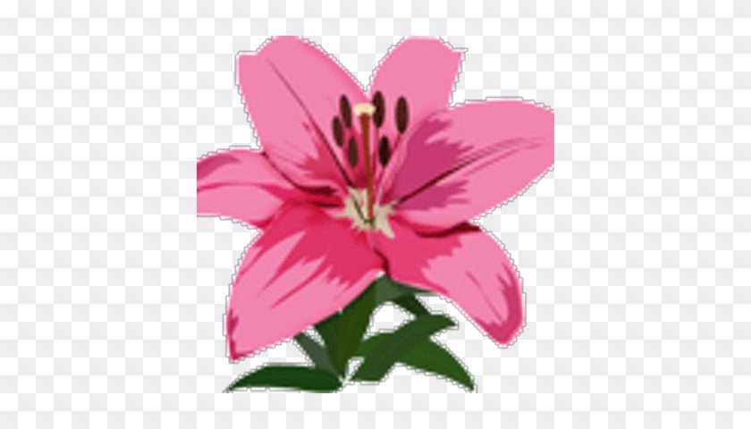 Ruby - Lily - Free Transparent PNG Clipart Images Download