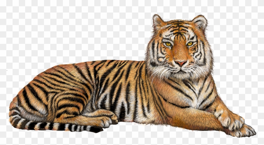 Bengal Tiger Lion Clip Art - Tiger Png - Full Size PNG Clipart Images ...