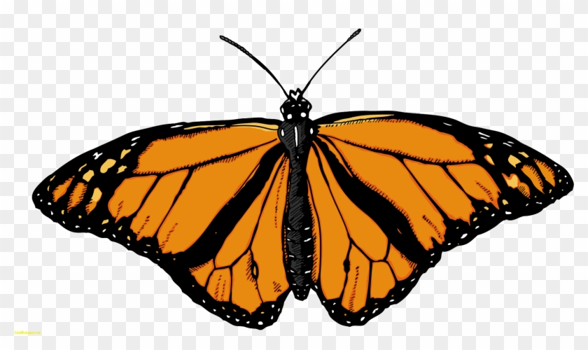 Butterfly Monarch Butterfly Clipart The Cliparts - Butterfly Png - Full ...