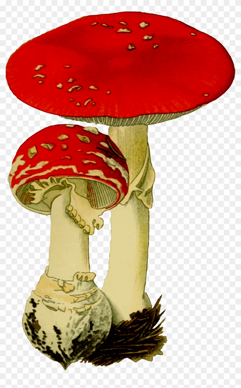 Big Image - Fungi Transparent - Full Size PNG Clipart Images Download