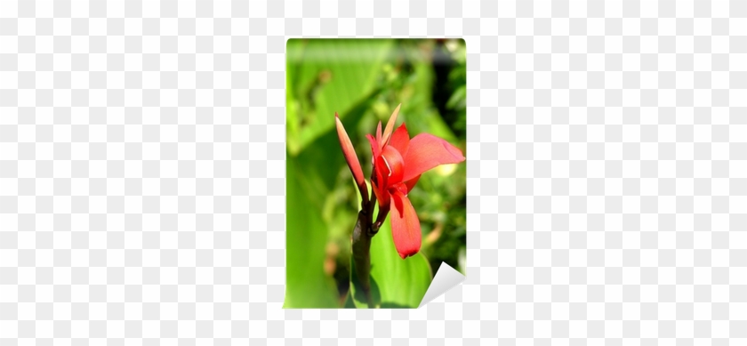Red - Free Transparent PNG Clipart Images Download