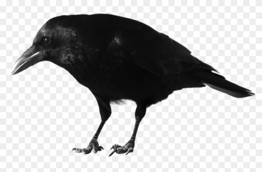 Crow - Crow Transparent - Full Size PNG Clipart Images Download