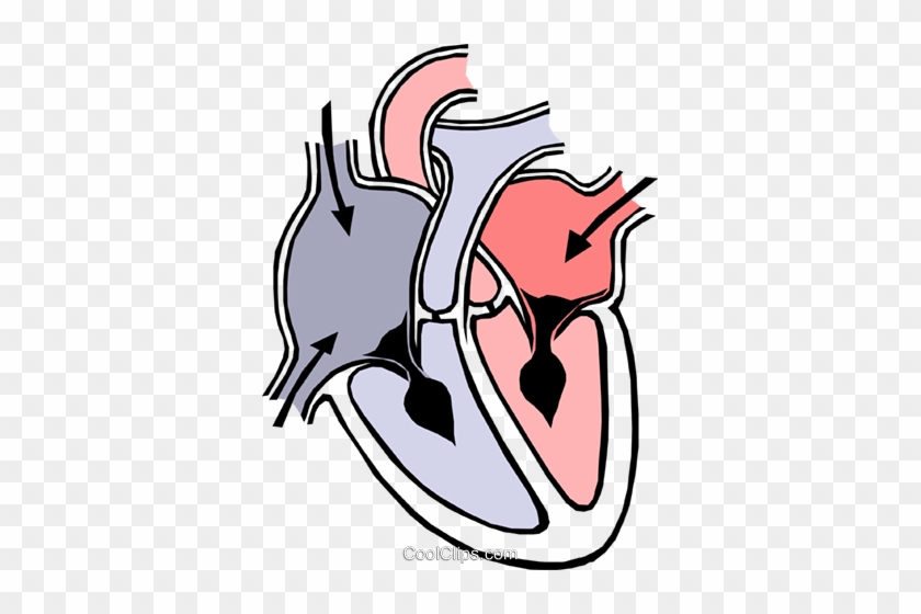 Heart Chambers Royalty Free Vector Clip Art Illustration - Heart ...