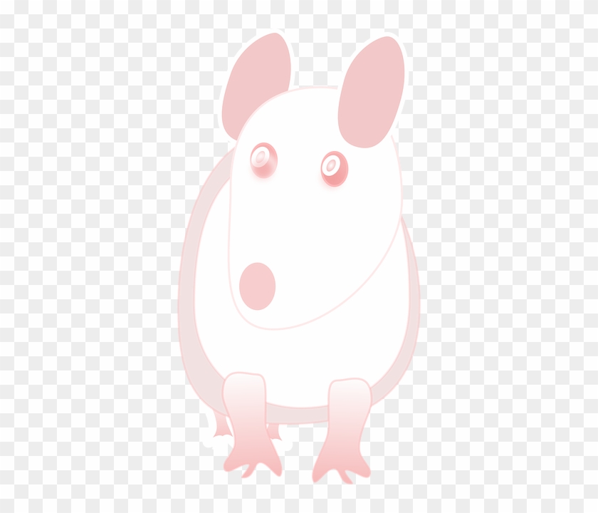 Mouse Albino, Lab, Laboratory, Rat, Science, White, - Laboratory Rat ...