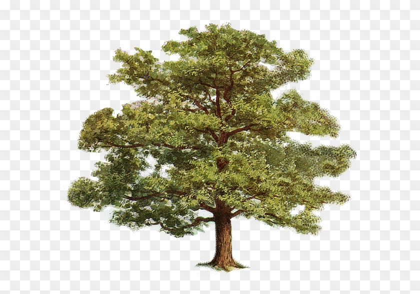 Tree Clipart Transparent Background - Tree Clip Art - Free Transparent ...