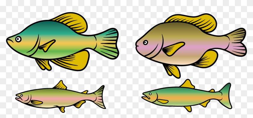 Rainbow Trout Fish Clip Art - Fish - Full Size PNG Clipart Images Download
