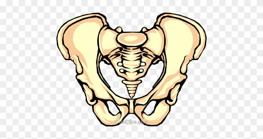 Pelvis Bone Royalty Free Vector Clip Art Illustration - Bone In Your ...