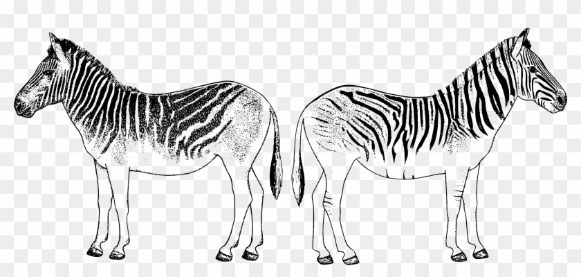 Zebras Back To Back - Zebra - Full Size PNG Clipart Images Download
