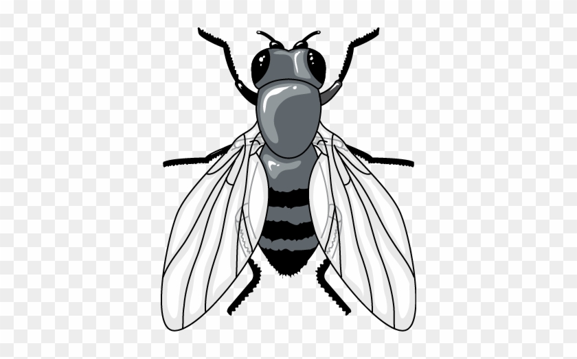 Drosophila - Drosophila Cartoon - Full Size PNG Clipart Images Download