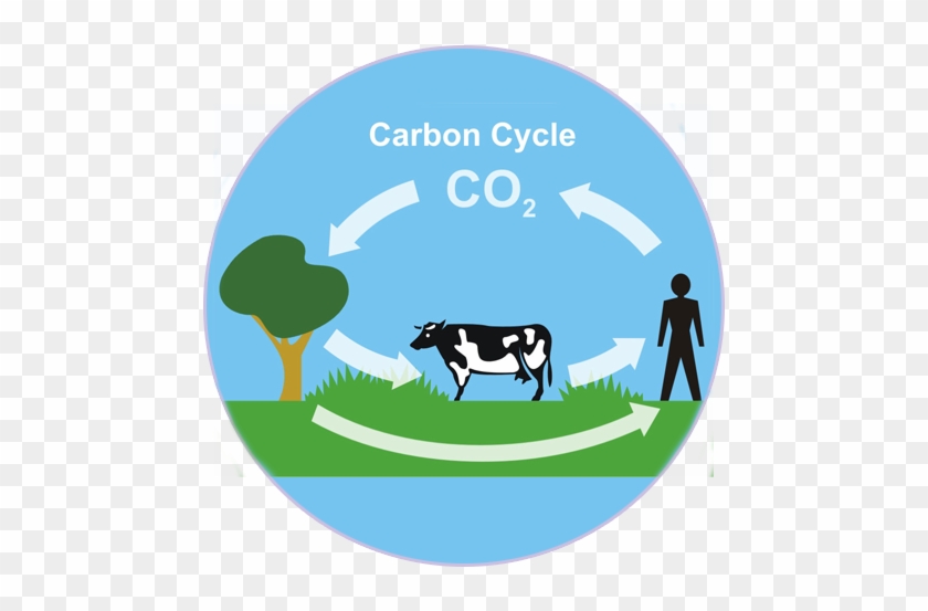 Carbon Cycles - Carbon Cycle For Kids - Full Size PNG Clipart Images ...