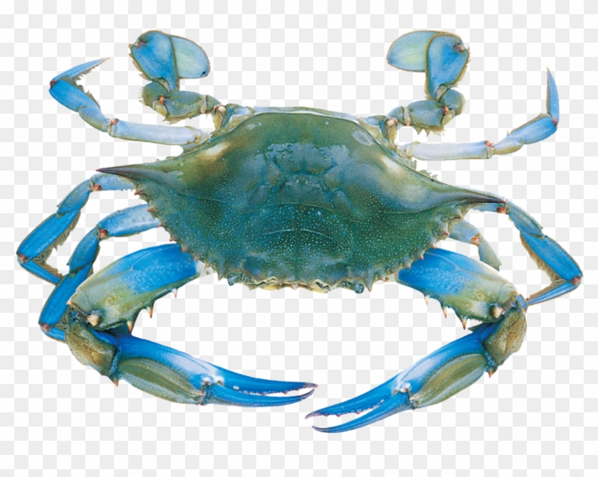 Crab Blue - Full Size PNG Clipart Images Download