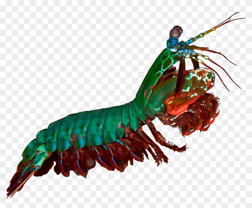 Odontodactylus Scyllarus Mantis Shrimp Clip Art - Mantis Shrimp On ...
