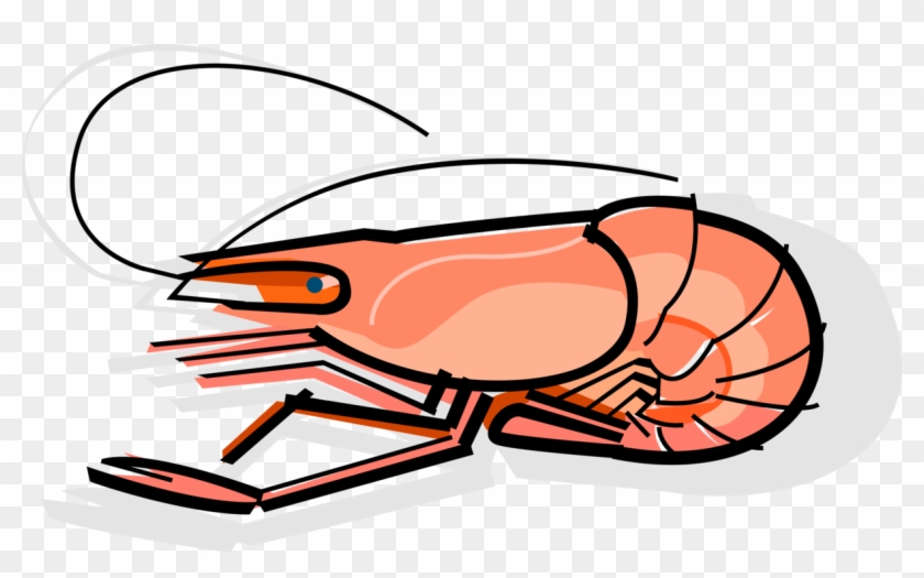 Vector Illustration Of Cooked Decapod Crustacean Prawn - Vector ...