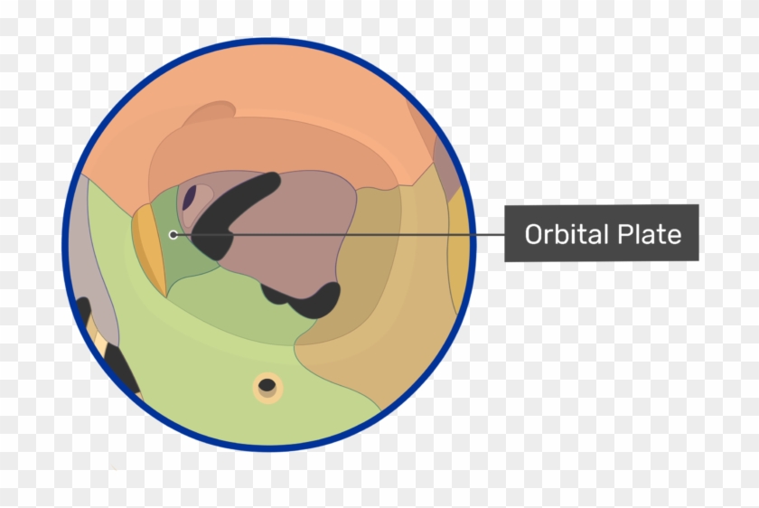 The Orbital Plate Highlighted And Labeled - Orbital Part Of Frontal ...